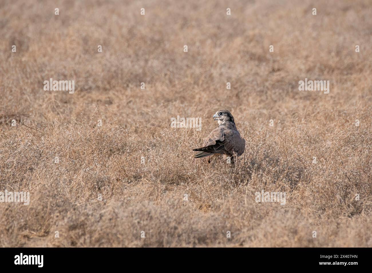 A laggar falcon perched on top of a tree in the grasslands of tal ...