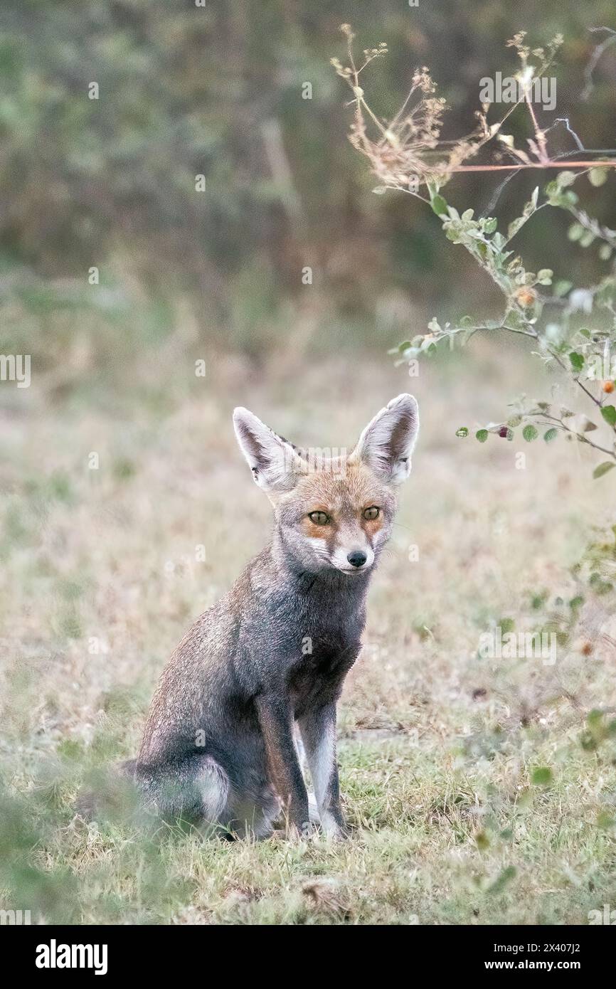 Indian Desert fox resting in the shade of a bush inside Tal chappar ...