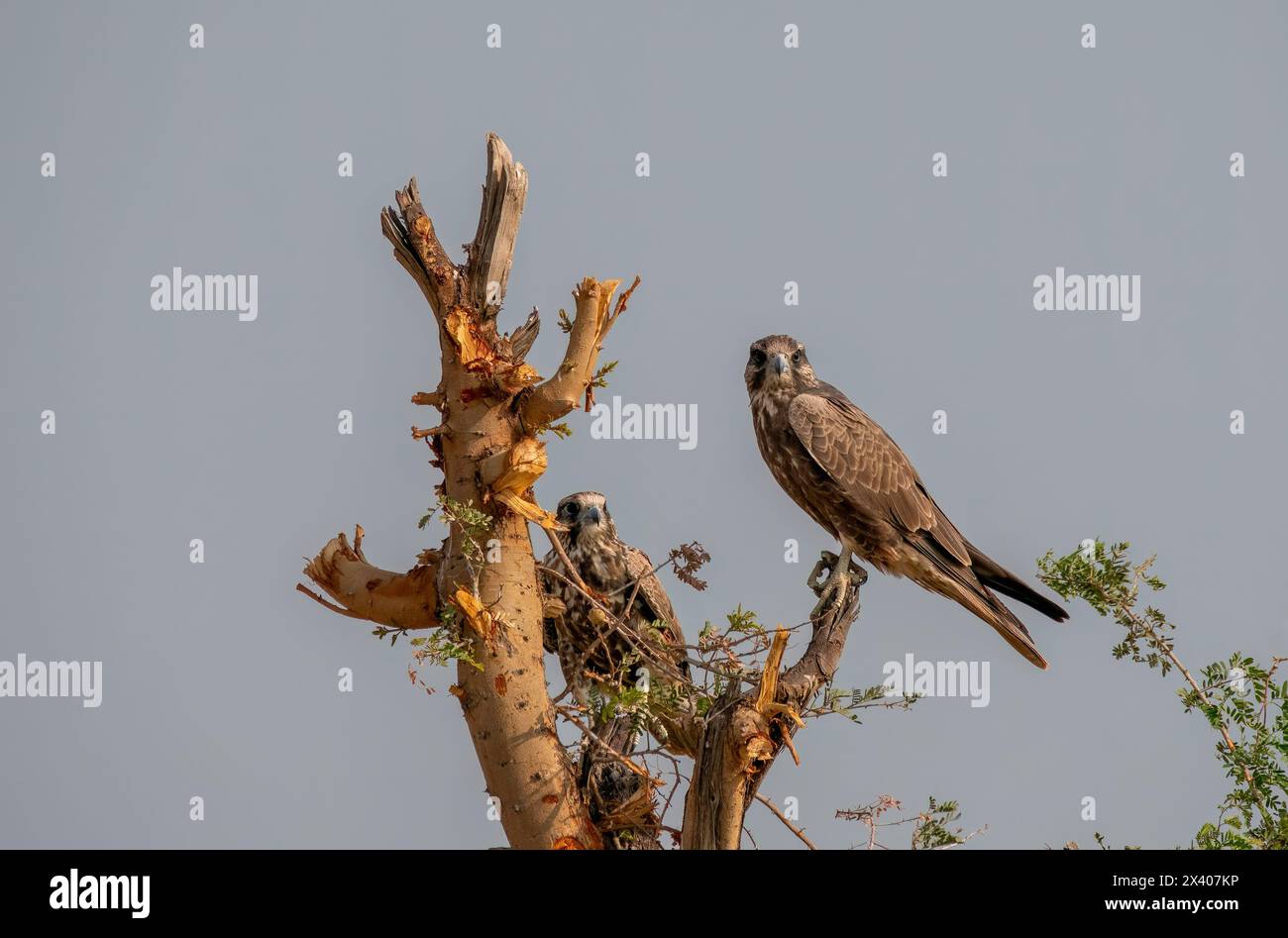 A laggar falcon perched on top of a tree in the grasslands of tal ...