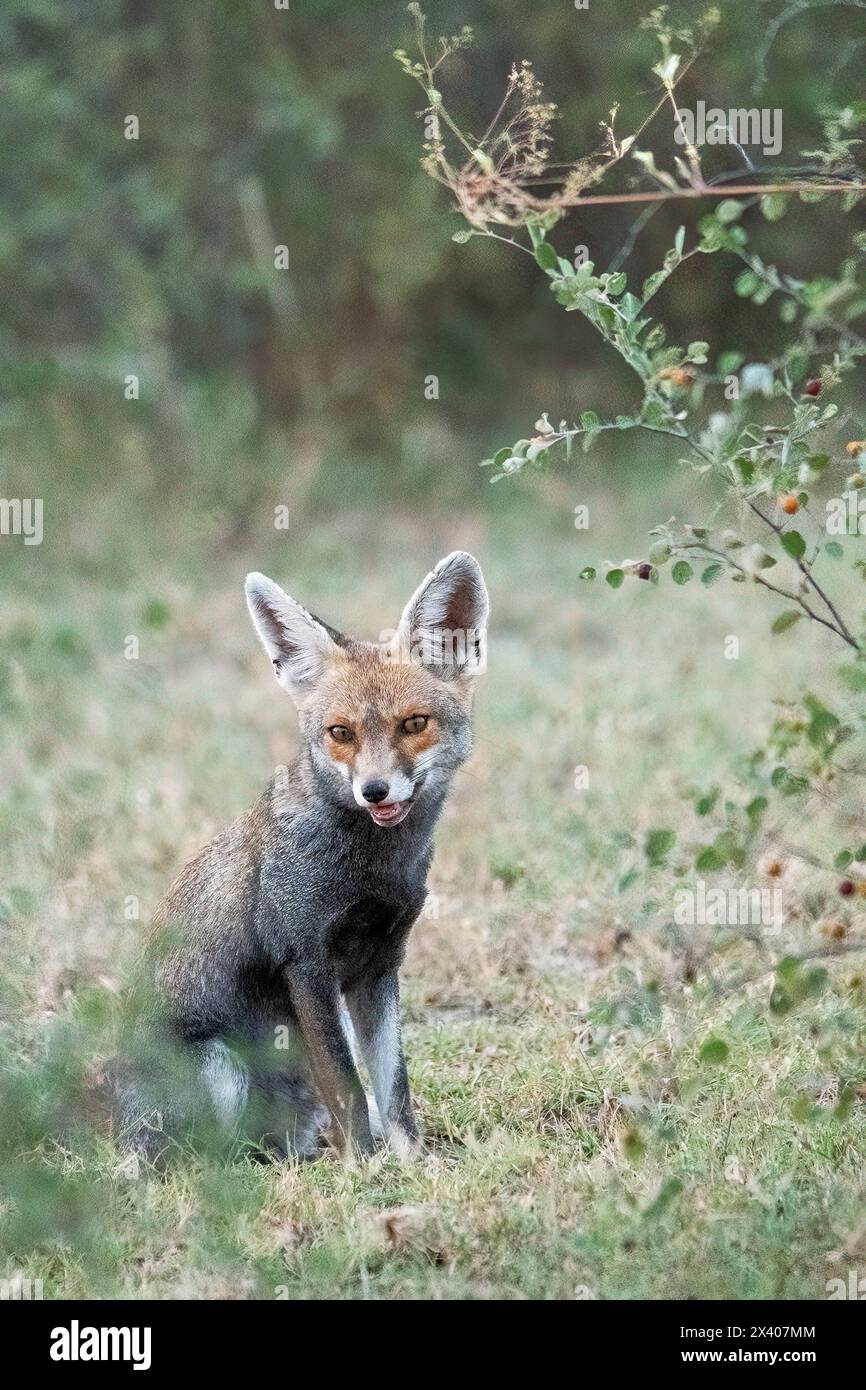 Indian Desert fox resting in the shade of a bush inside Tal chappar ...
