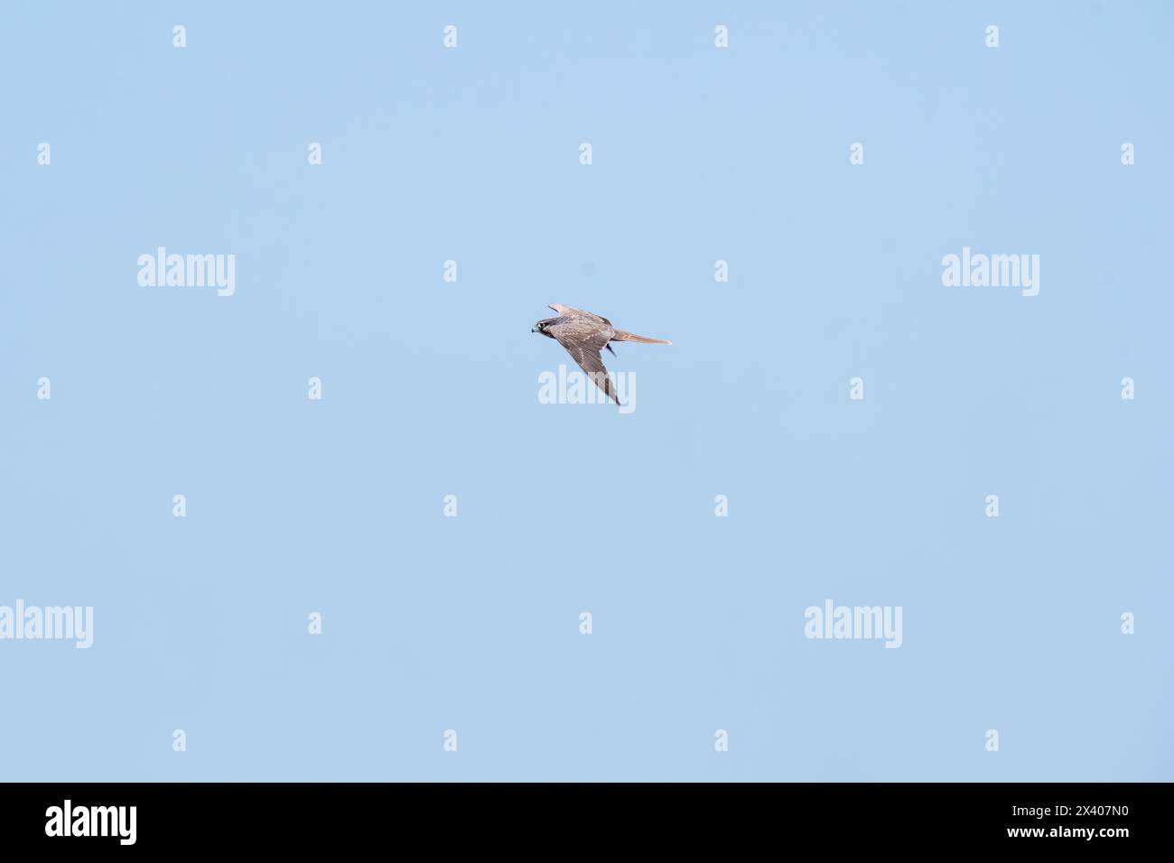 Two laggar falcons engaged in an aerial combat in the grasslands of tal ...