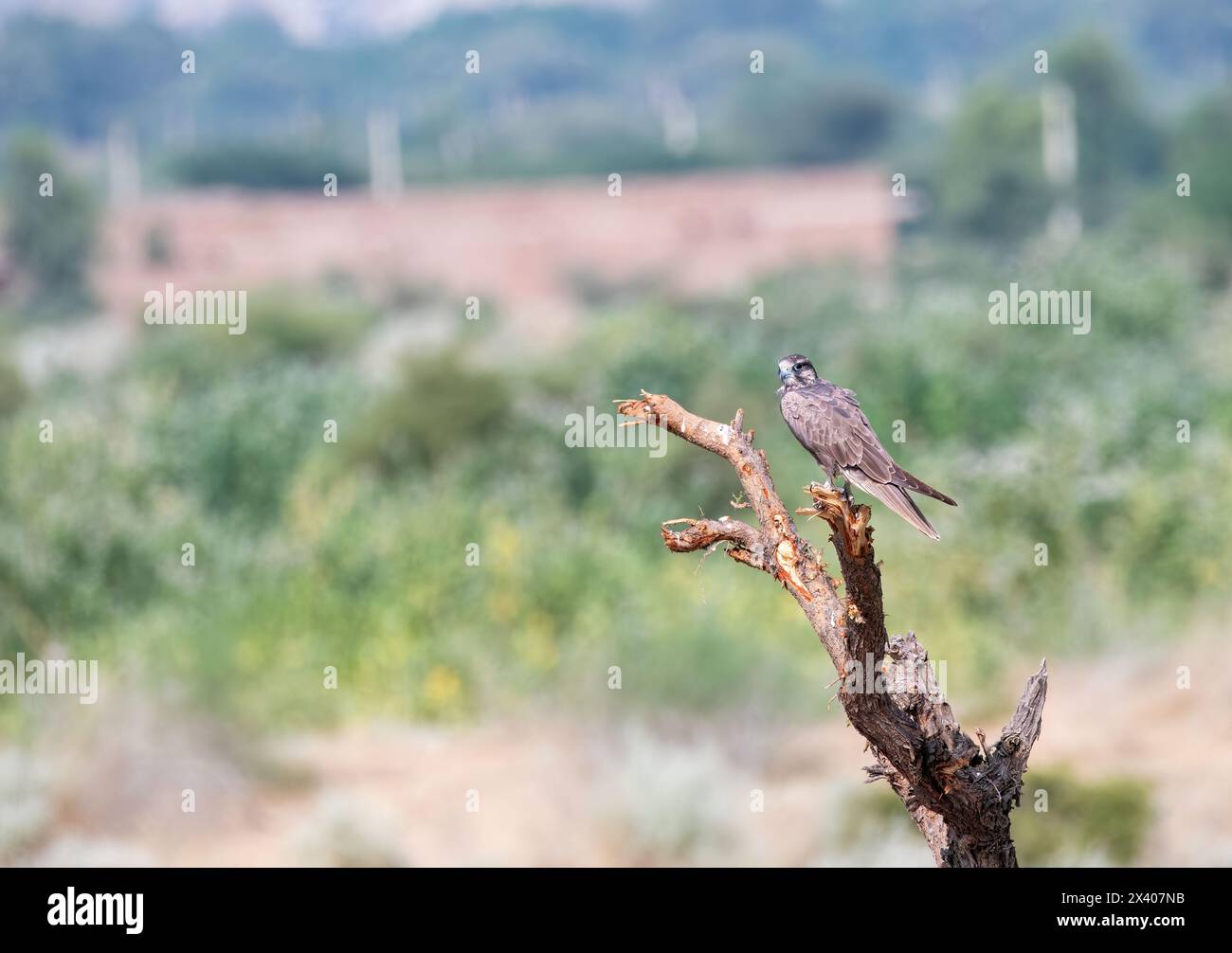 A laggar falcon perched on top of a tree in the grasslands of tal ...