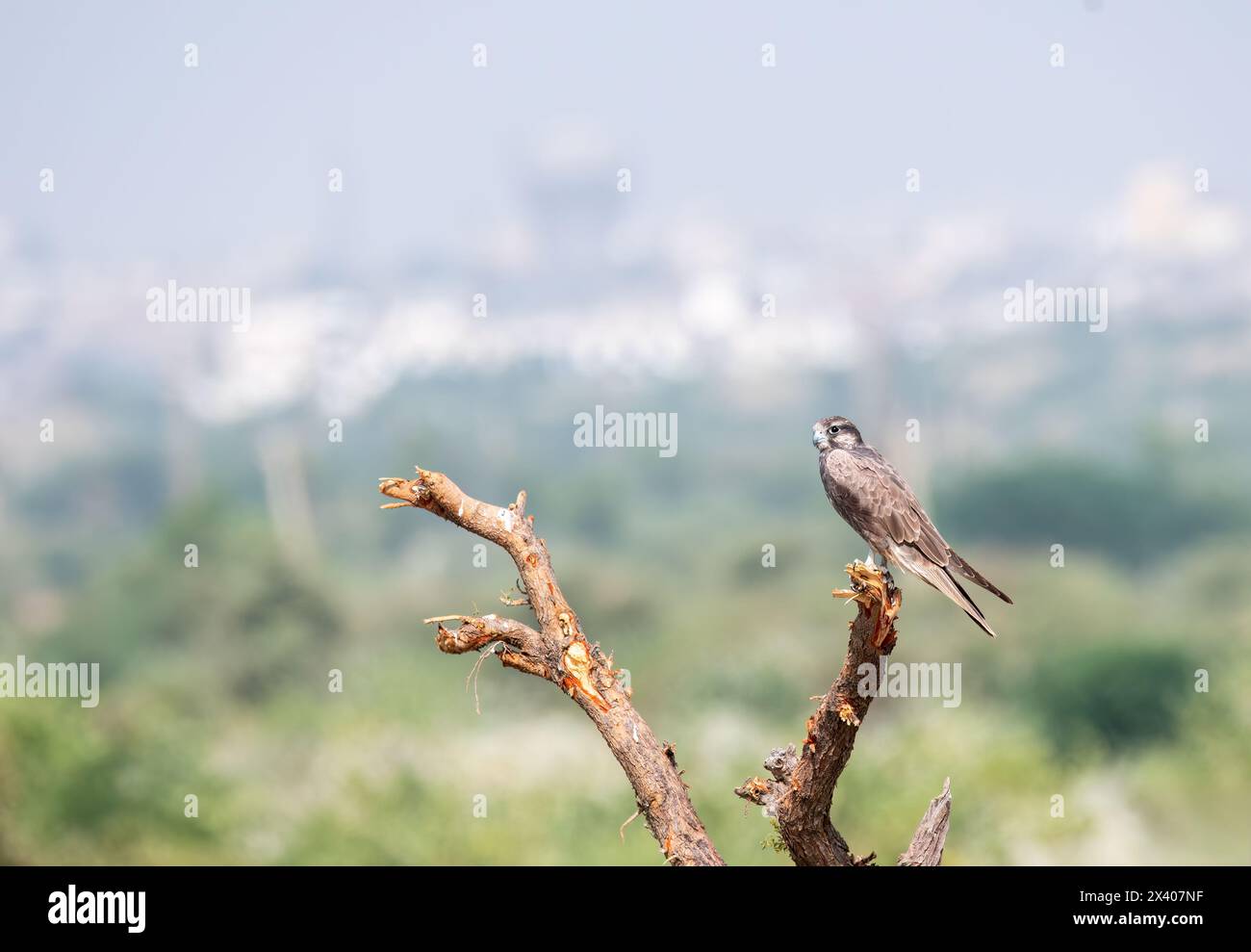 A laggar falcon perched on top of a tree in the grasslands of tal ...