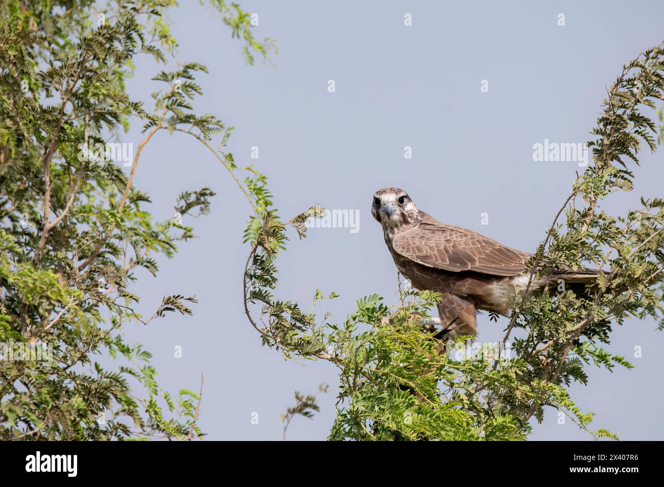 A laggar falcon perched on top of a tree in the grasslands of tal ...
