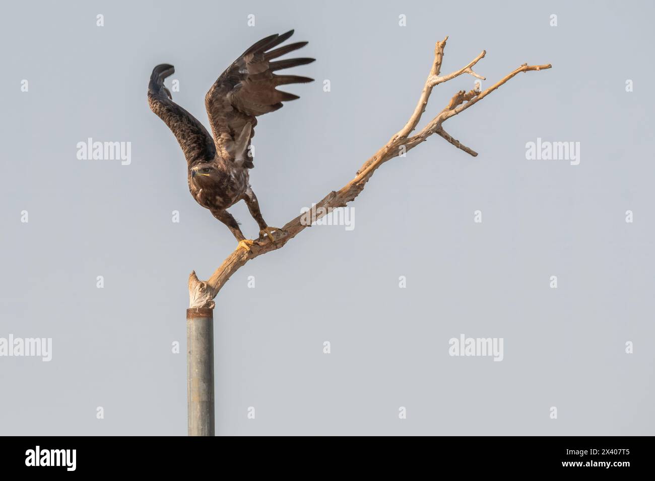 A tawny eagle taking off from a perch inside Jorbeer Conservation area ...