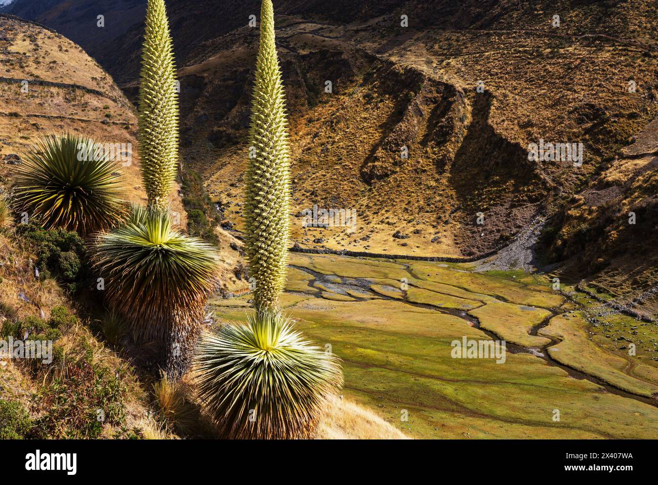 Puya Raimondii Plants high up in the Peruvian Andes, South America ...
