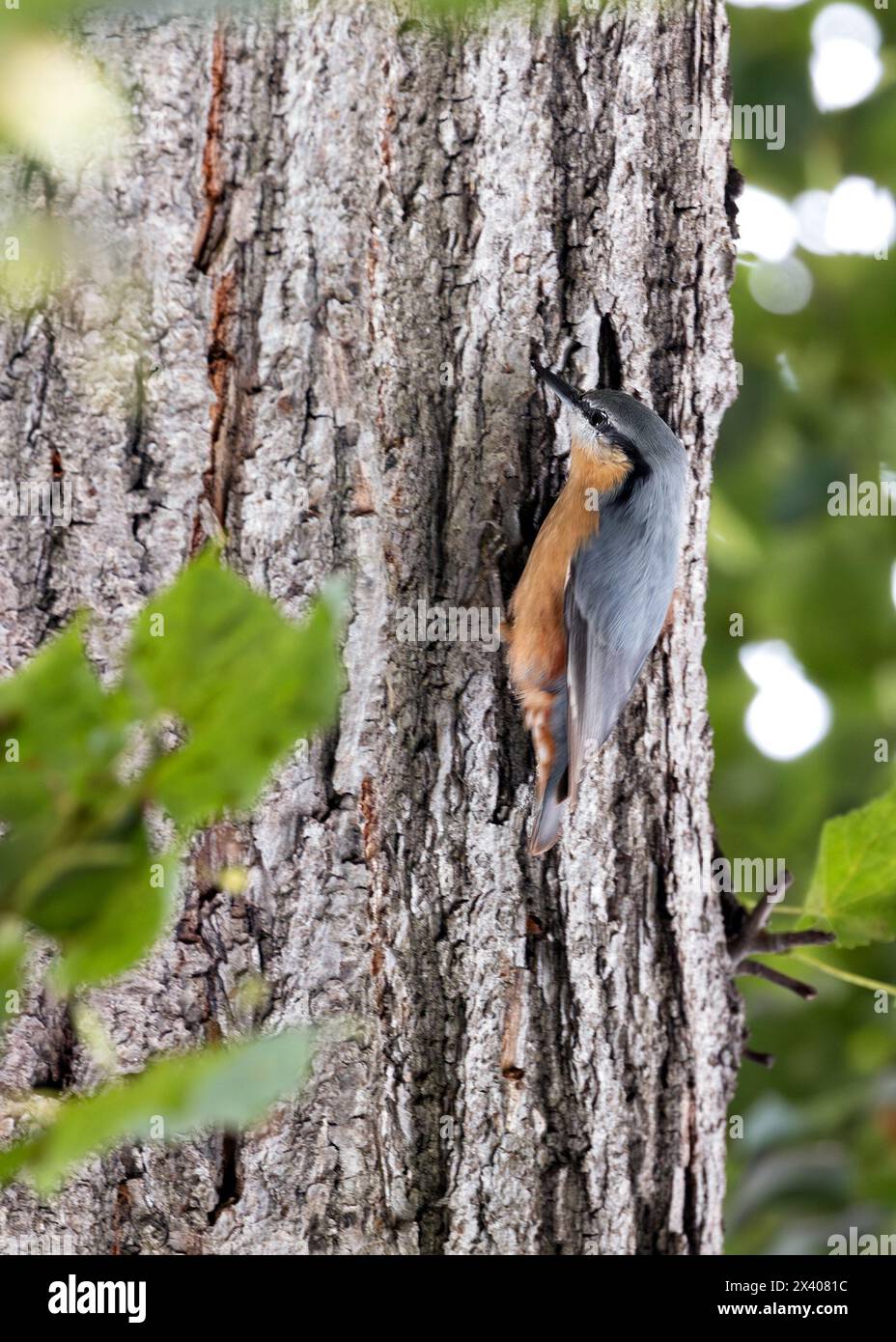 Compact songbird with blue-grey back & rusty patch. Expert climber ...