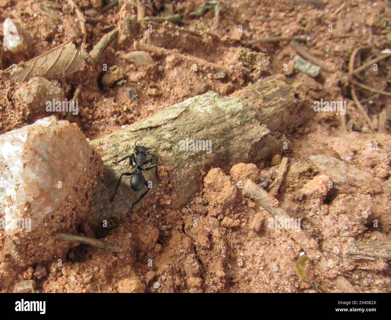 Black ant, walking across the red earth floor, among dry leaves, stones ...