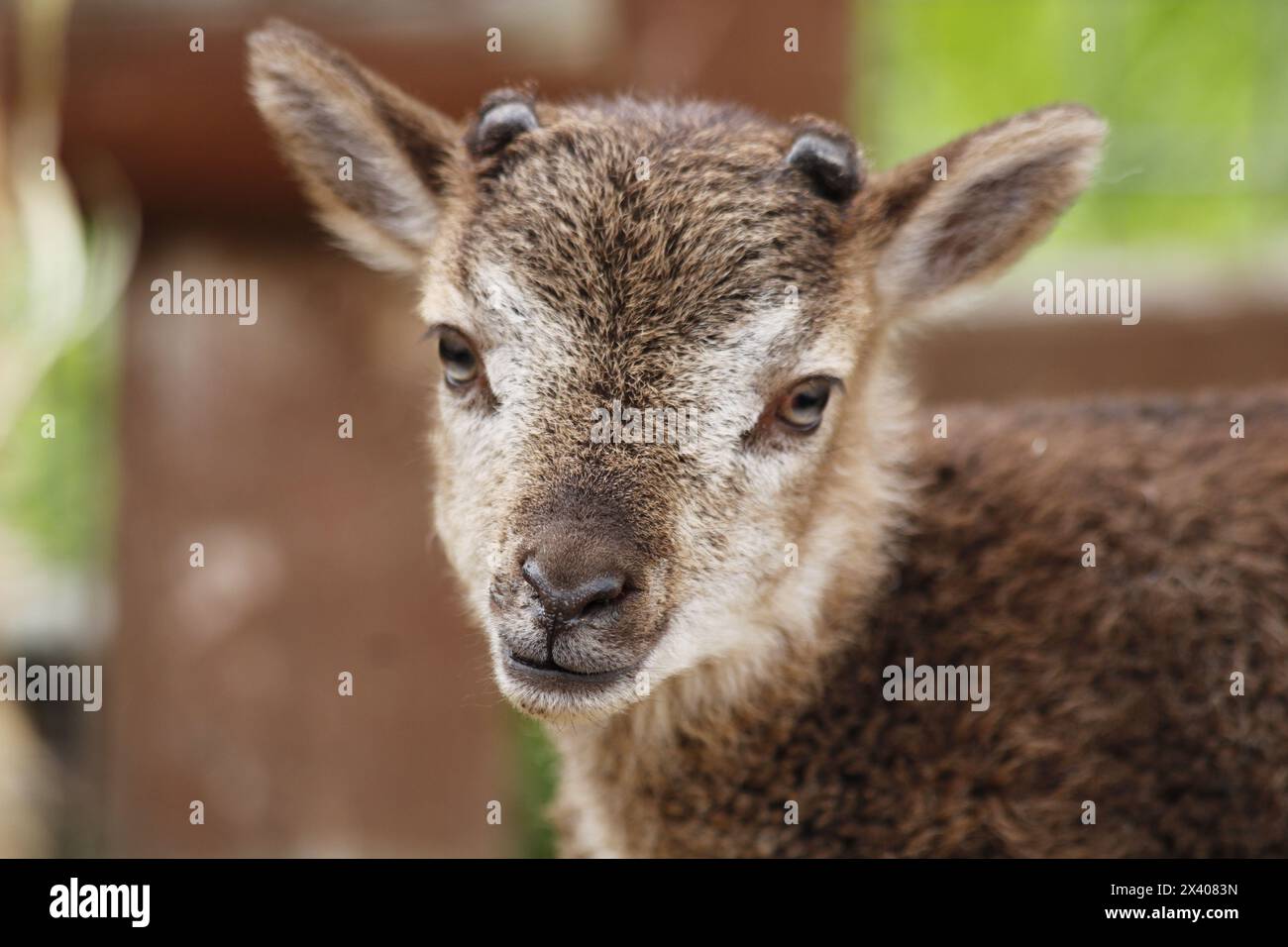 Rarebreed sheep hi-res stock photography and images - Alamy