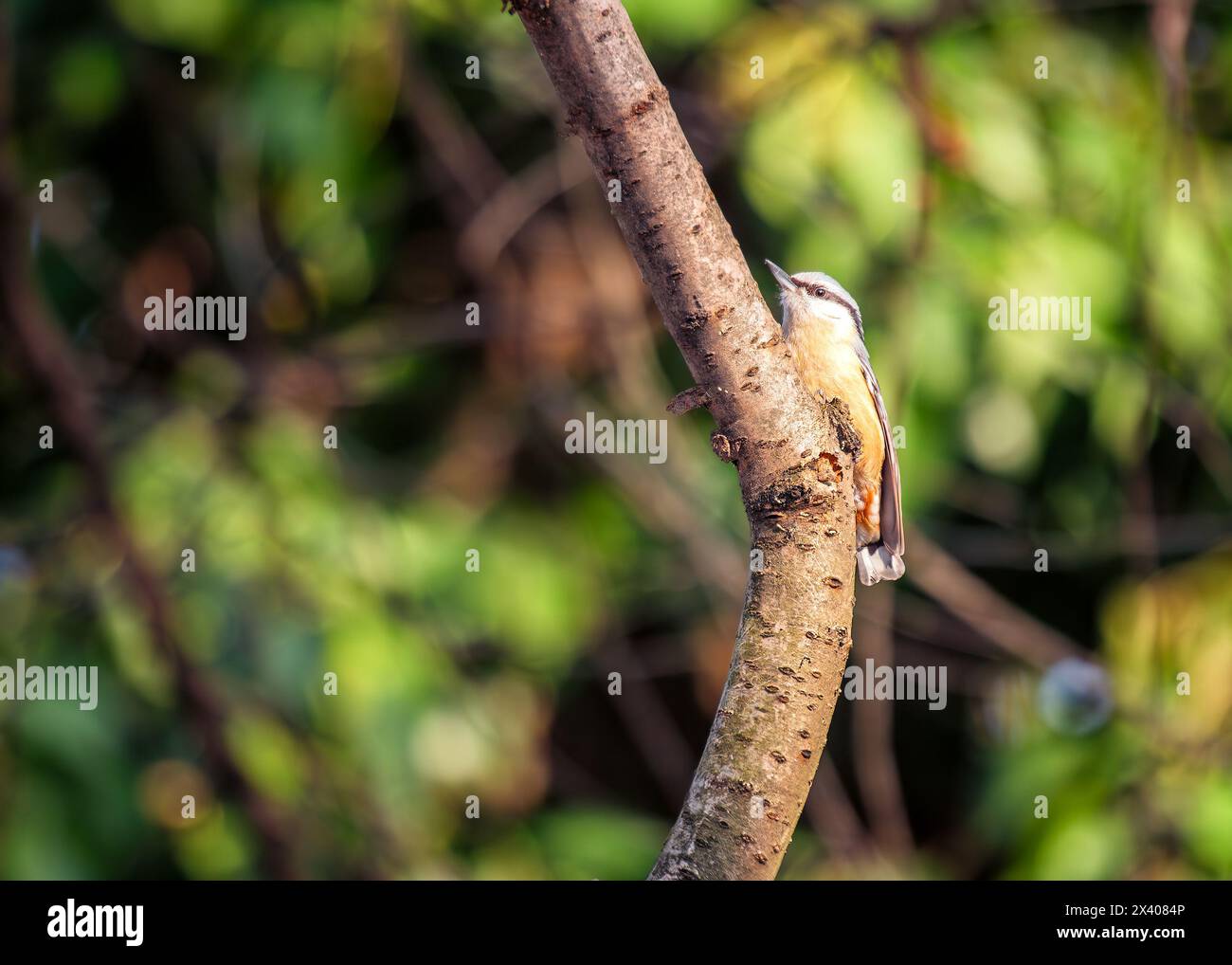 Compact songbird with blue-grey back & rusty patch. Expert climber ...