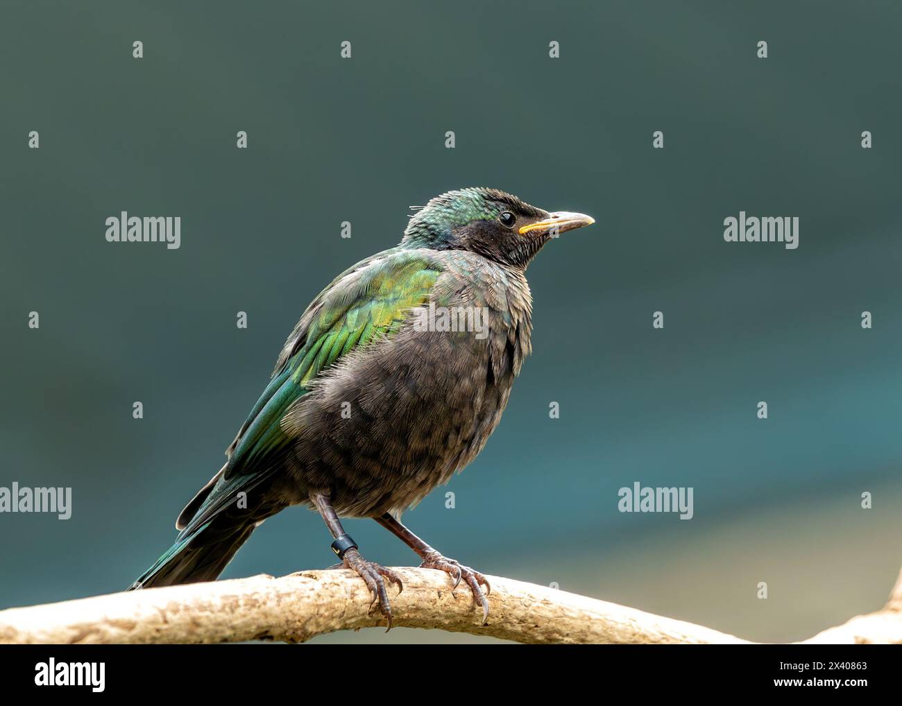 Dazzling starling with iridescent green plumage & purple sheen. Thrives ...