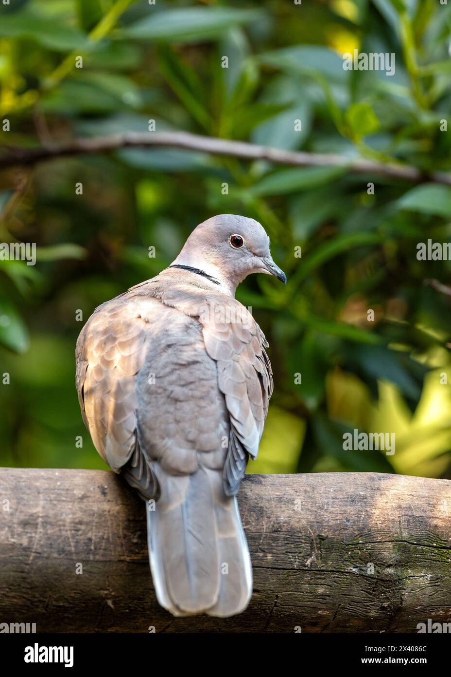 Slender dove with grey plumage & black neckband. Coos softly, frequents ...