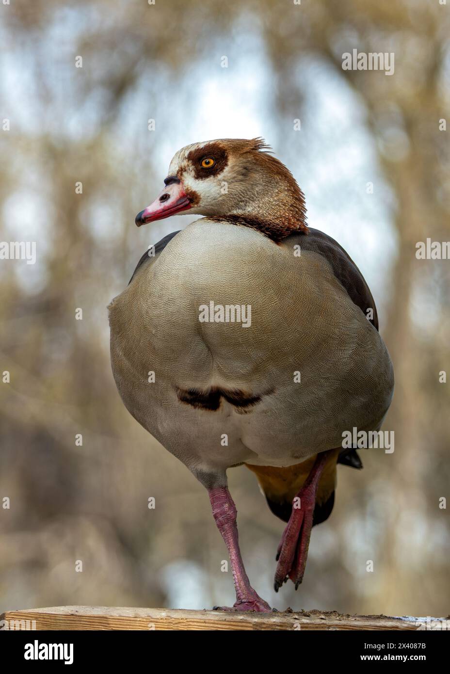 Elegant goose with rich brown body, white belly & distinctive knob on ...