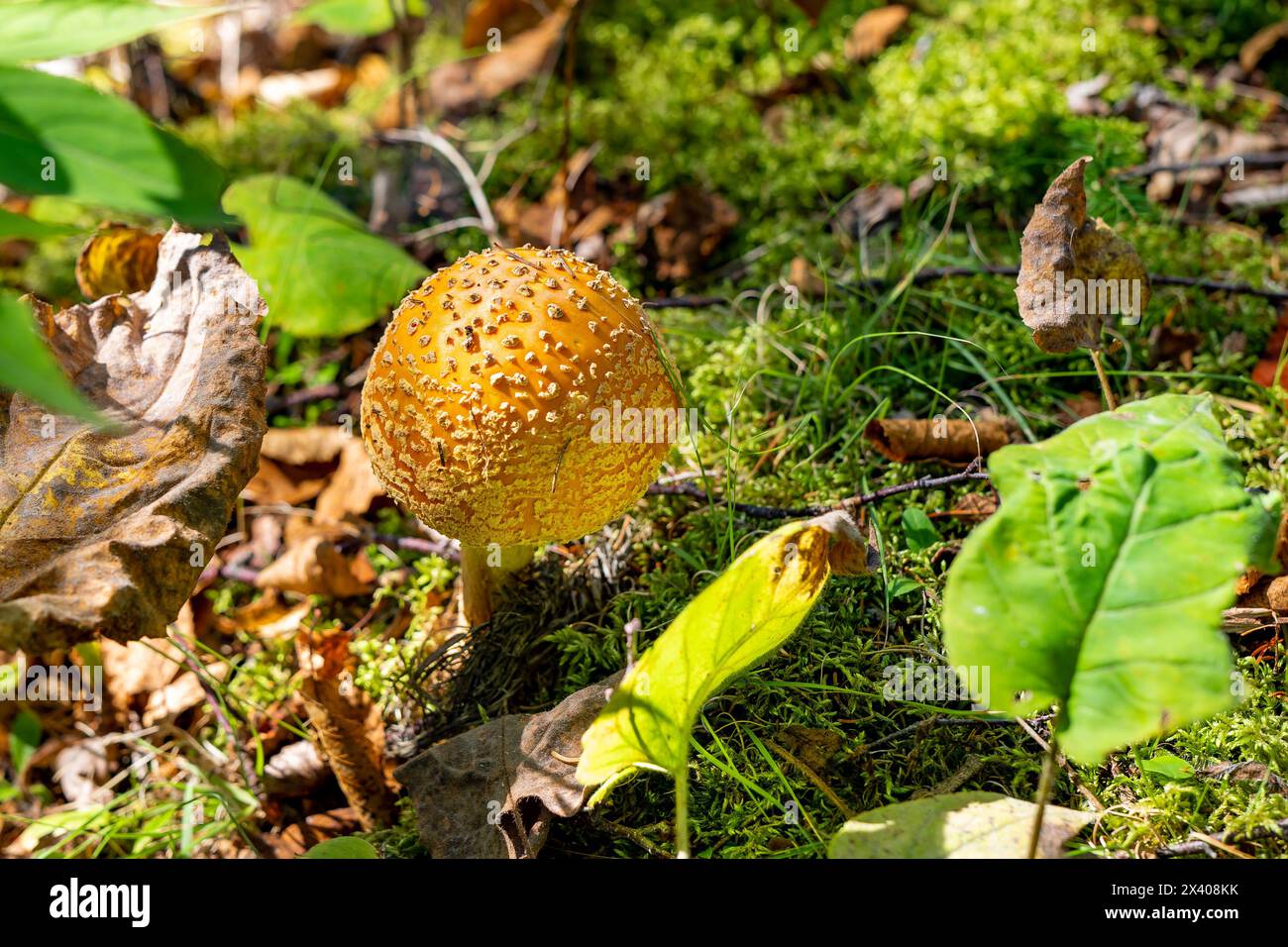 A large yellow-orange American fly agaric mushroom next to leaves and ...