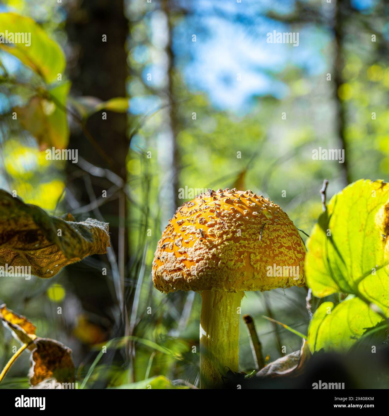 A large yellow-orange American fly agaric mushroom next to leaves and ...