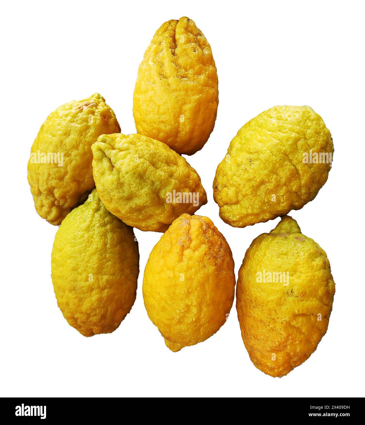 A set large lemon with a rough texture stands out against a simple ...