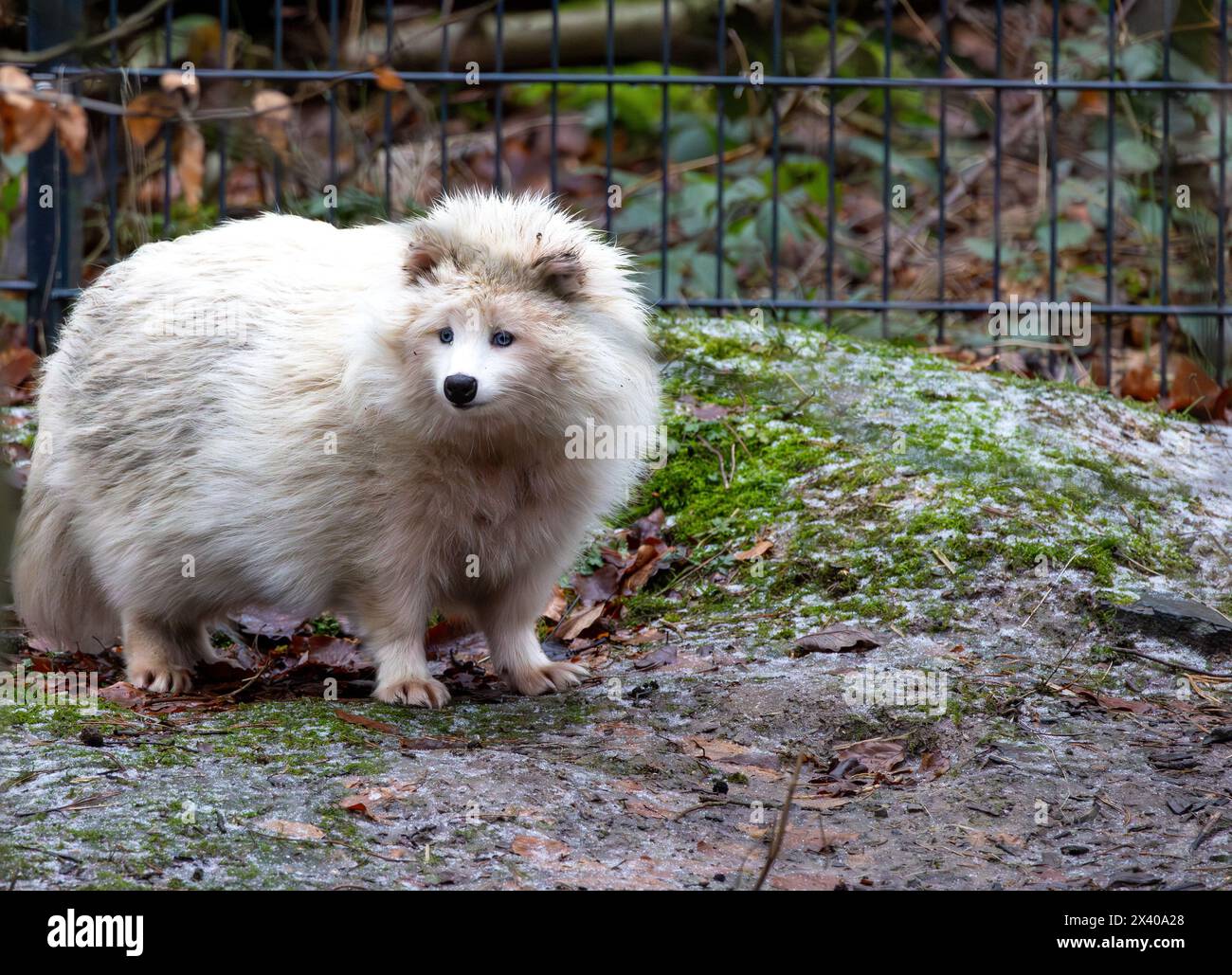 Portrait of a white Raccoon dog Stock Photo - Alamy