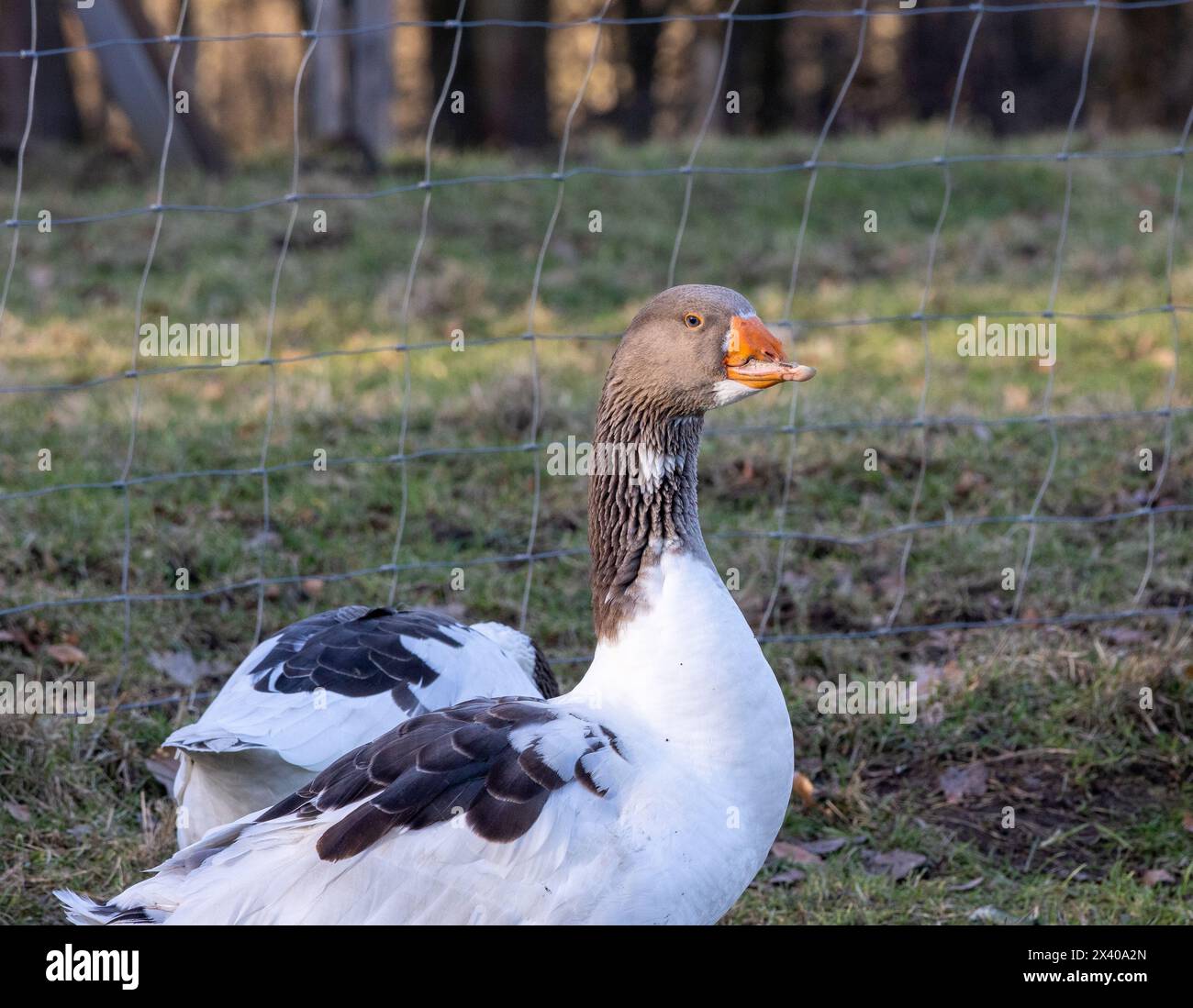 Duck chicken goose farm hi-res stock photography and images - Alamy