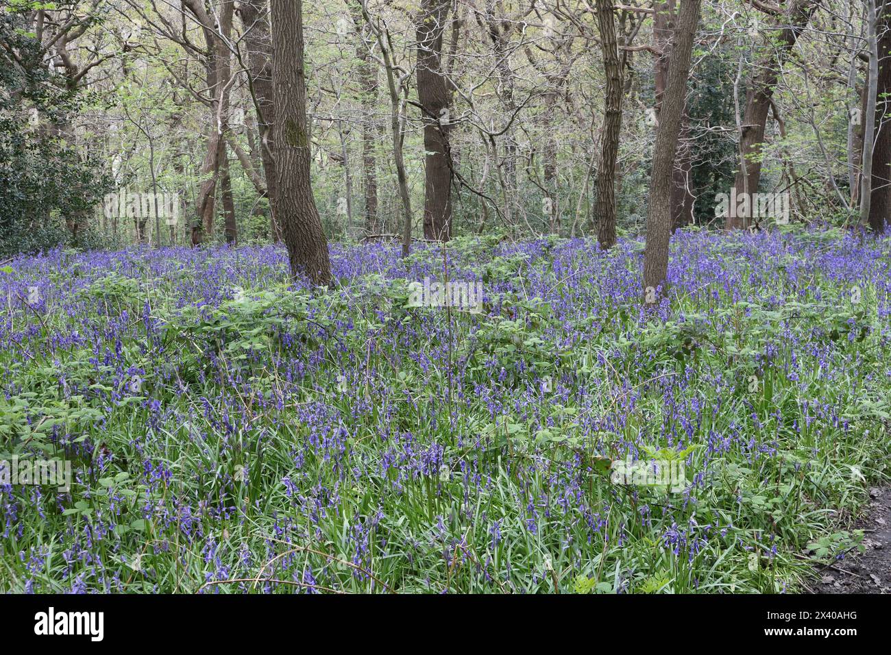 Bluebells in flower growing in Hutcliffe Woods Sheffield England UK ...