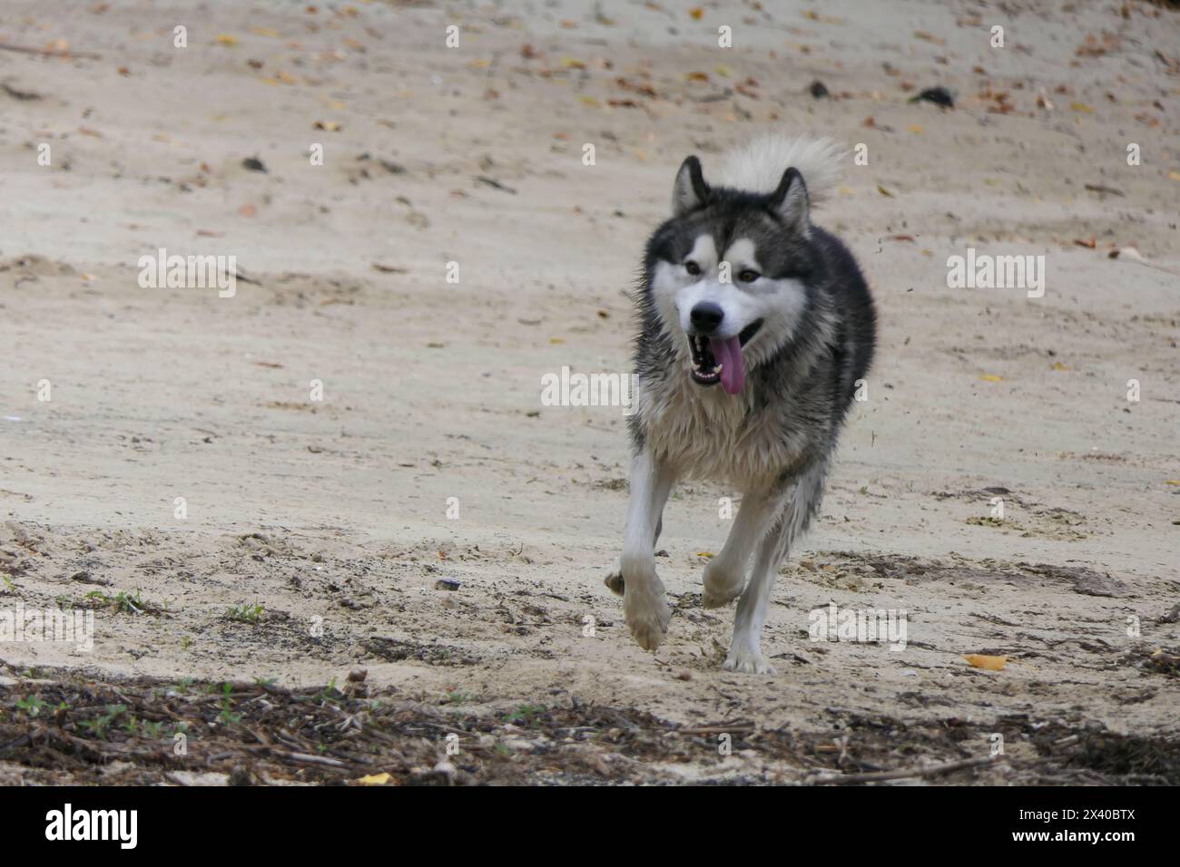Running along the sand dunes hi-res stock photography and images - Alamy