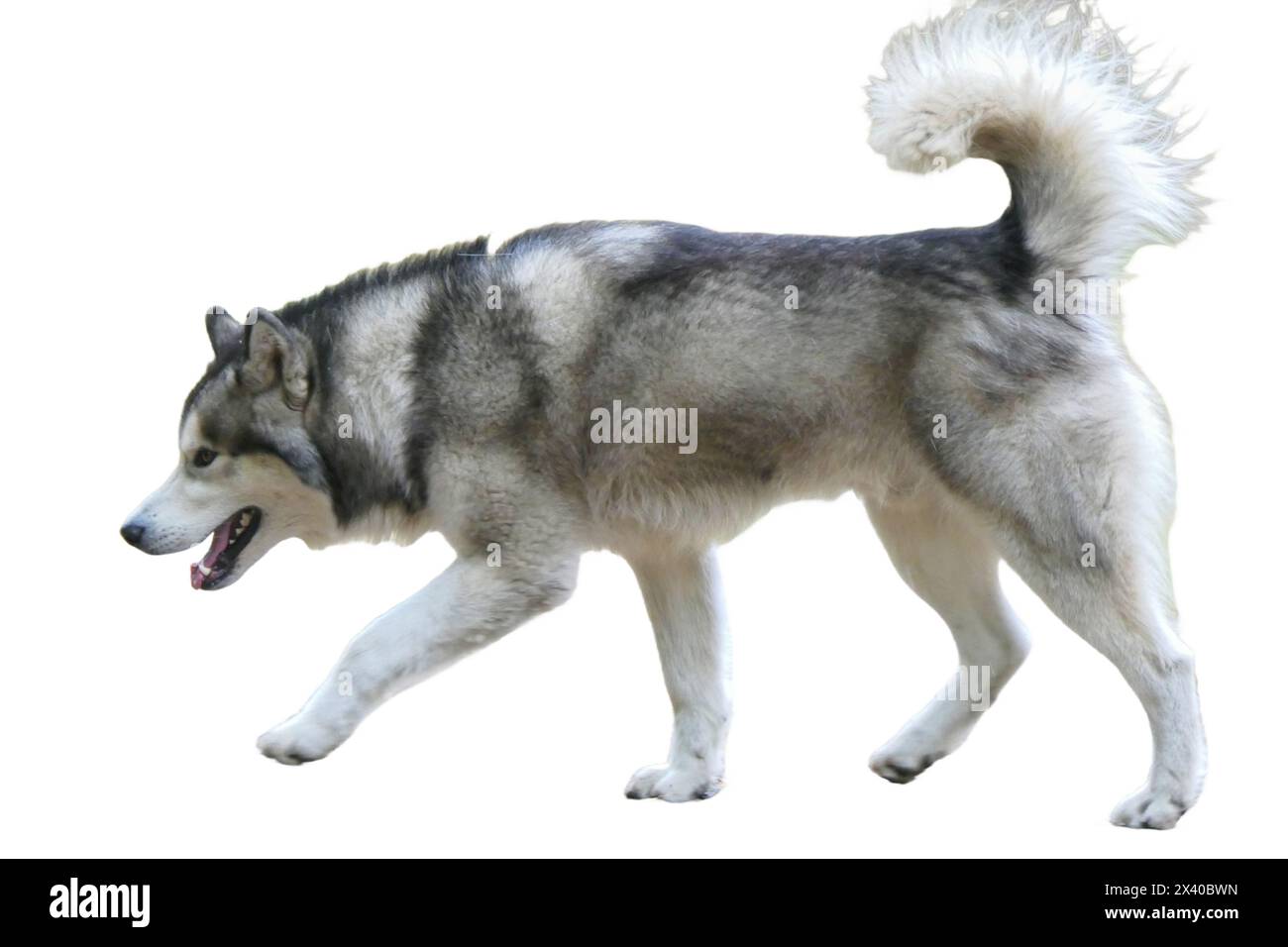 Explorer dog Cut Out Stock Images & Pictures - Alamy