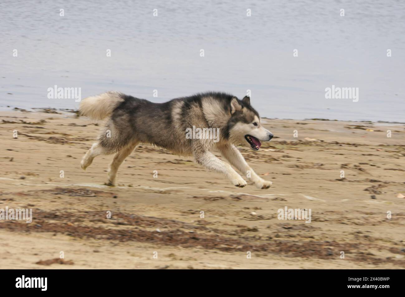 Running along the sand dunes hi-res stock photography and images - Alamy