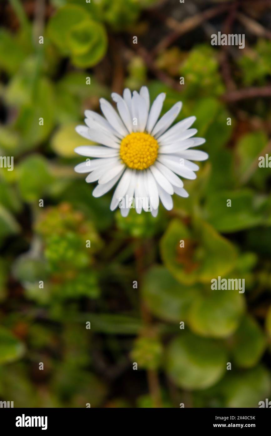 Drumstick tree flower hi-res stock photography and images - Alamy