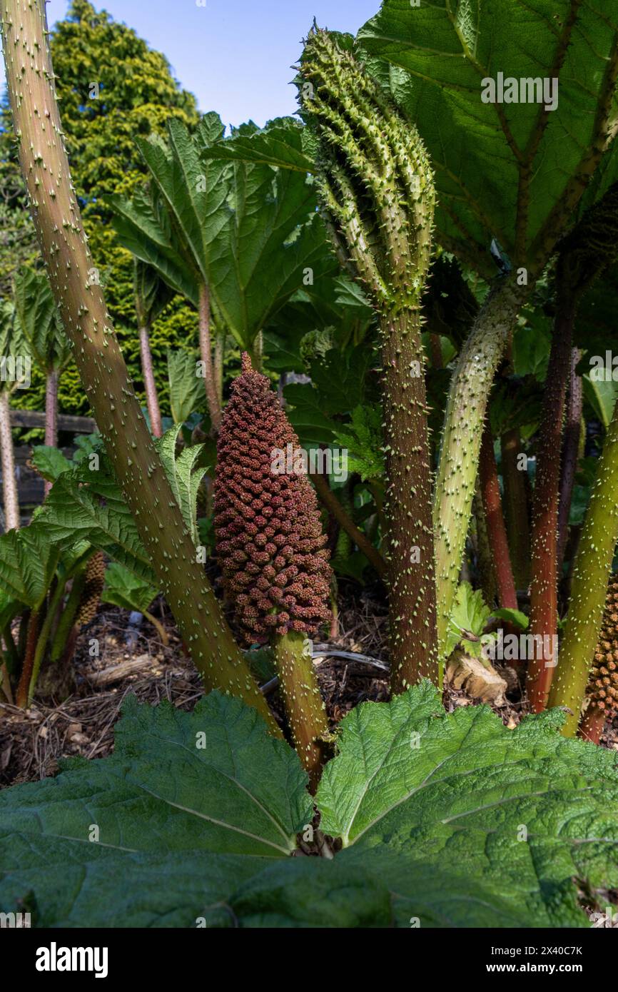 Giant Rhubarb Leaves in Woodland Stock Photo - Alamy