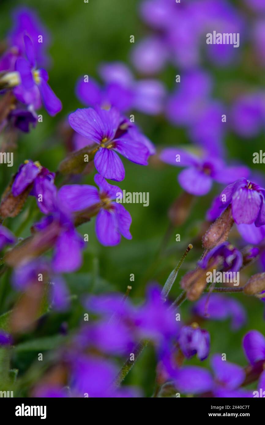 Purple Summer Flowers in Woodland Stock Photo - Alamy