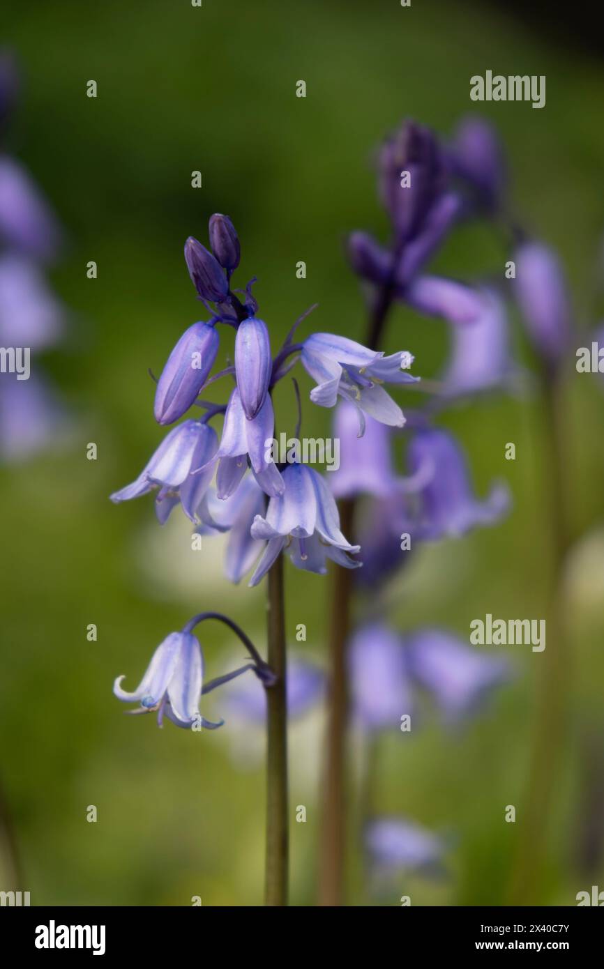 Bluebells daisy hi-res stock photography and images - Alamy