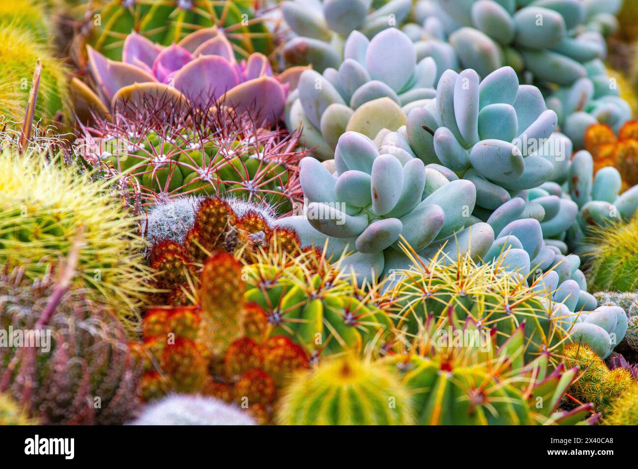 Cactus collection hi-res stock photography and images - Alamy