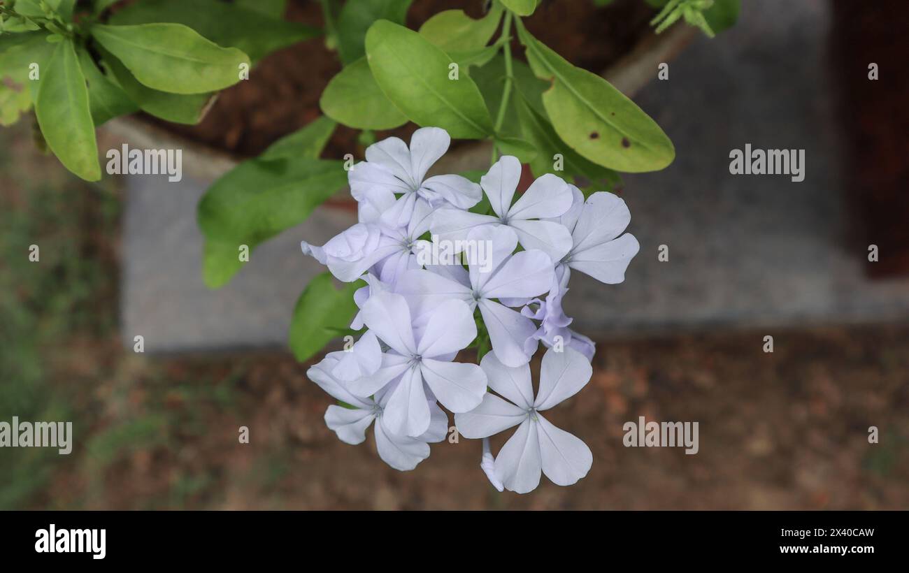 Plumbago auriculata or cape leadwort or Blue plumbagi flowering shrub ...