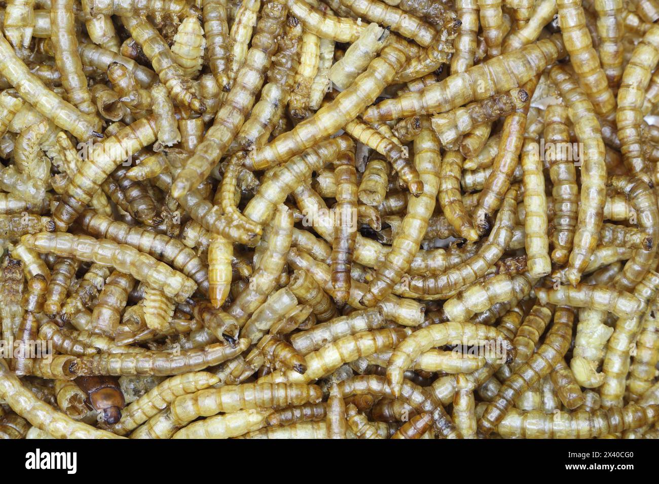 Close Up Image of Dried Mealworms - Excellent Food to feed wild birds ...