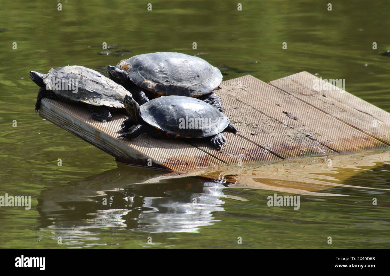 Schildkröten sonnen sich auf einem kleinen Podest in einem Teich im ...