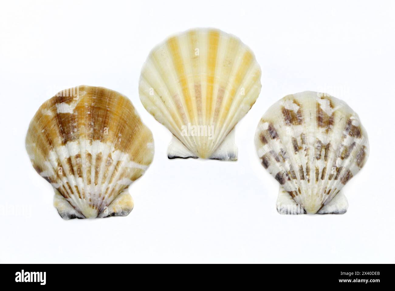 Three 3 seashells still life on white background Stock Photo - Alamy