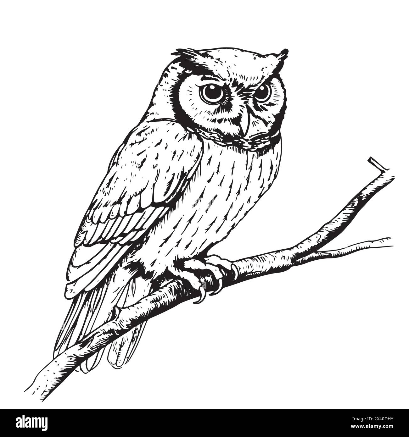 Vintage Owl Clip Art Black And White