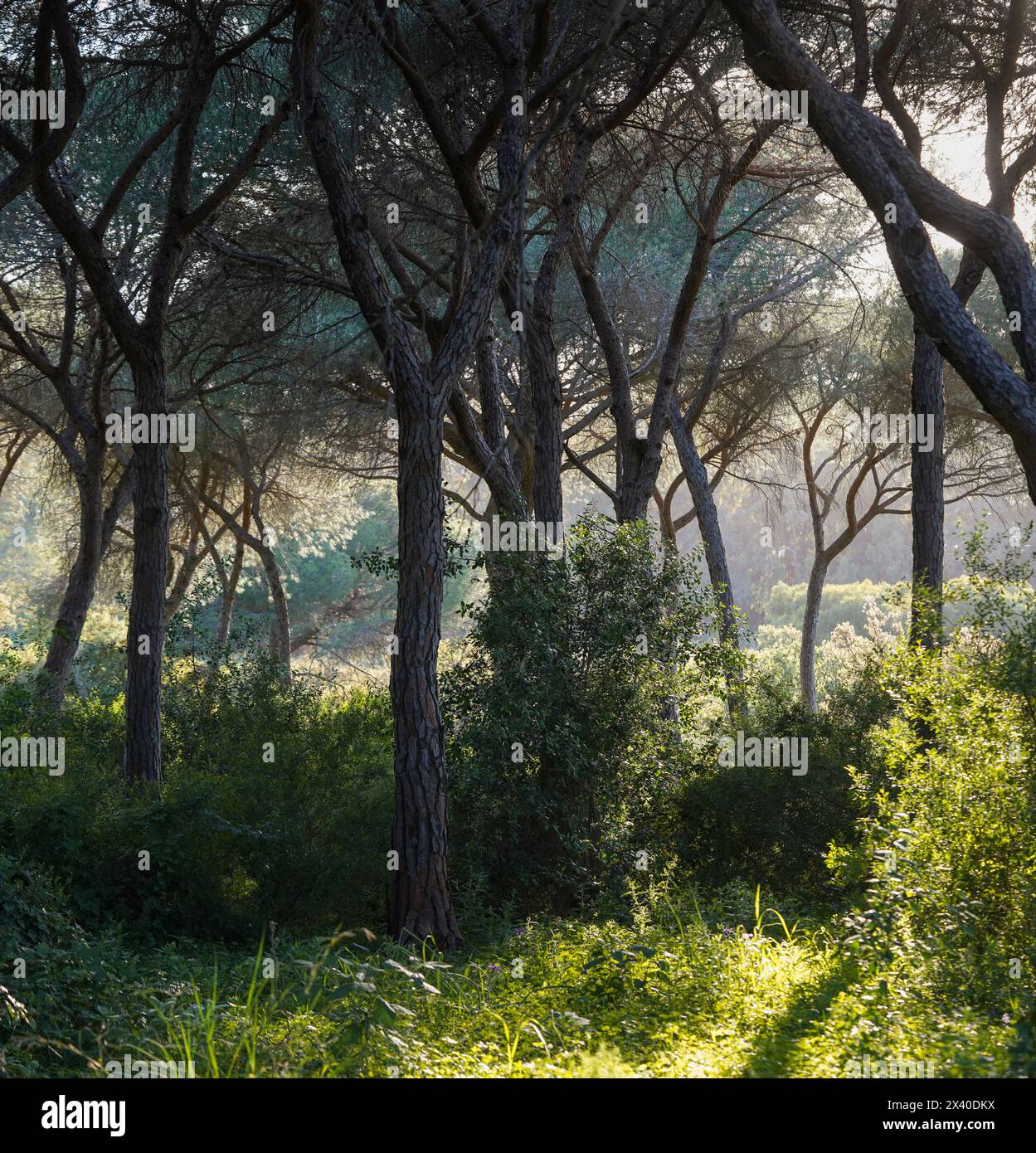 Atmospheric sunlight shines through trees hi-res stock photography and ...