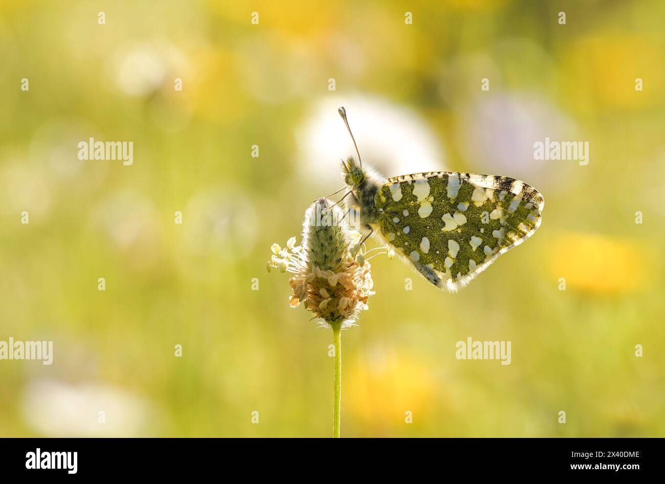 Western dappled white butterfly hi-res stock photography and images - Alamy