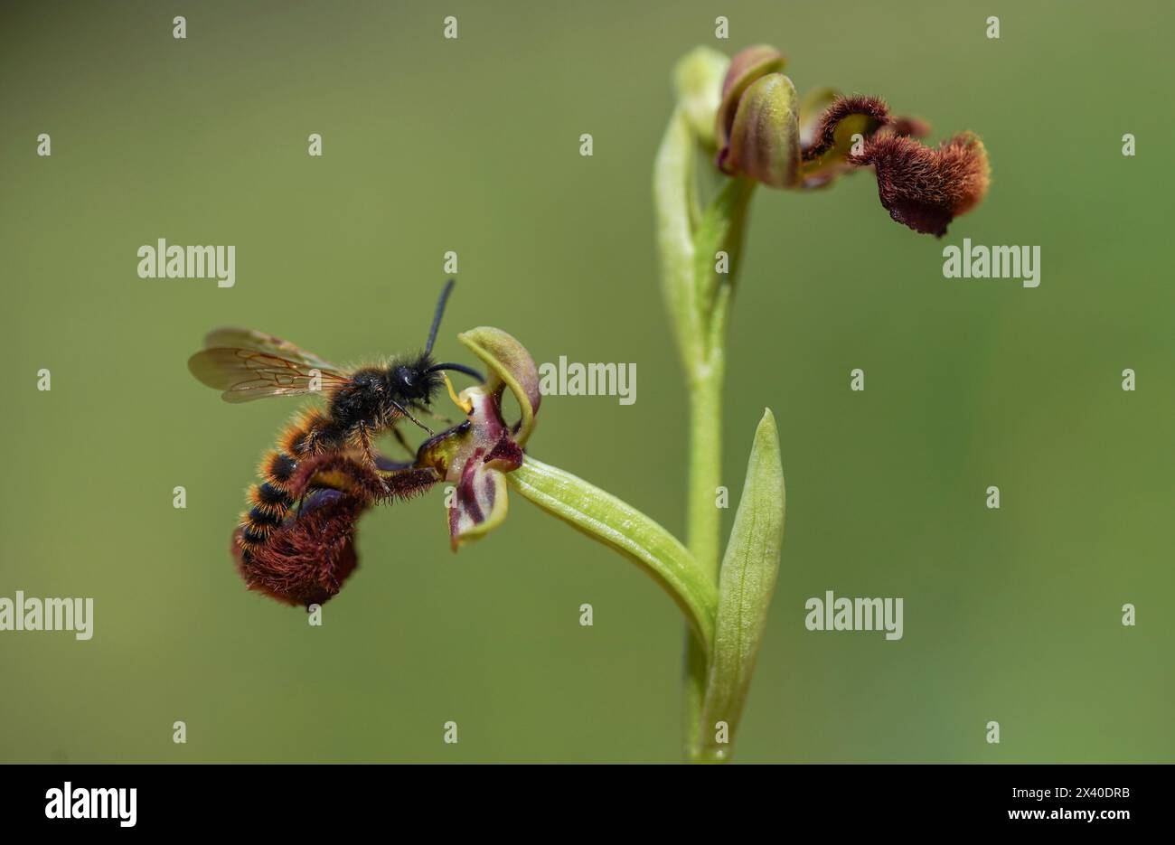 Pseudocopulation, of scoliid wasp (Dasyscolia ciliata) on mirror orchid ...