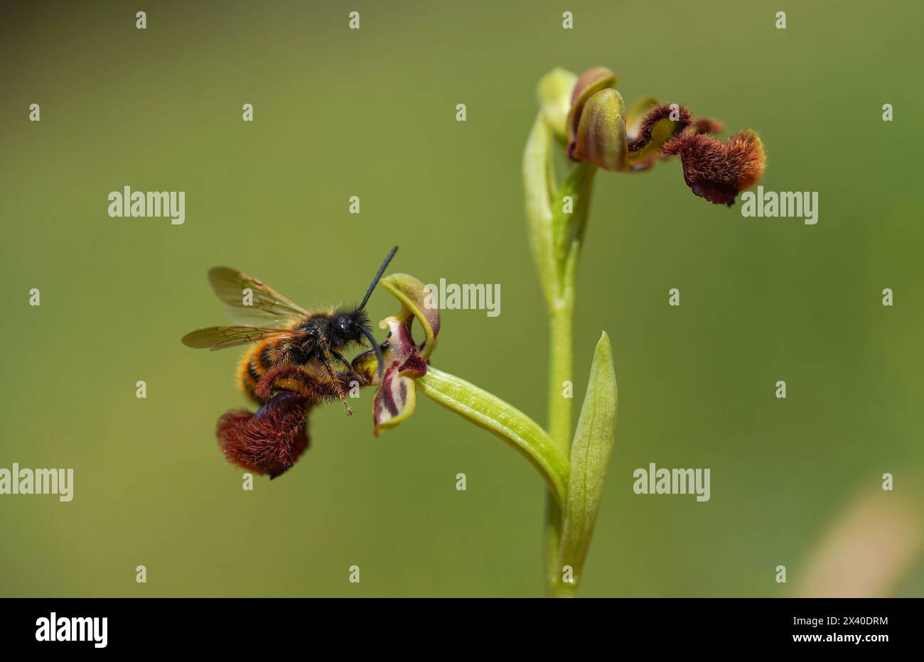 Pseudocopulation, of scoliid wasp (Dasyscolia ciliata) on mirror orchid ...