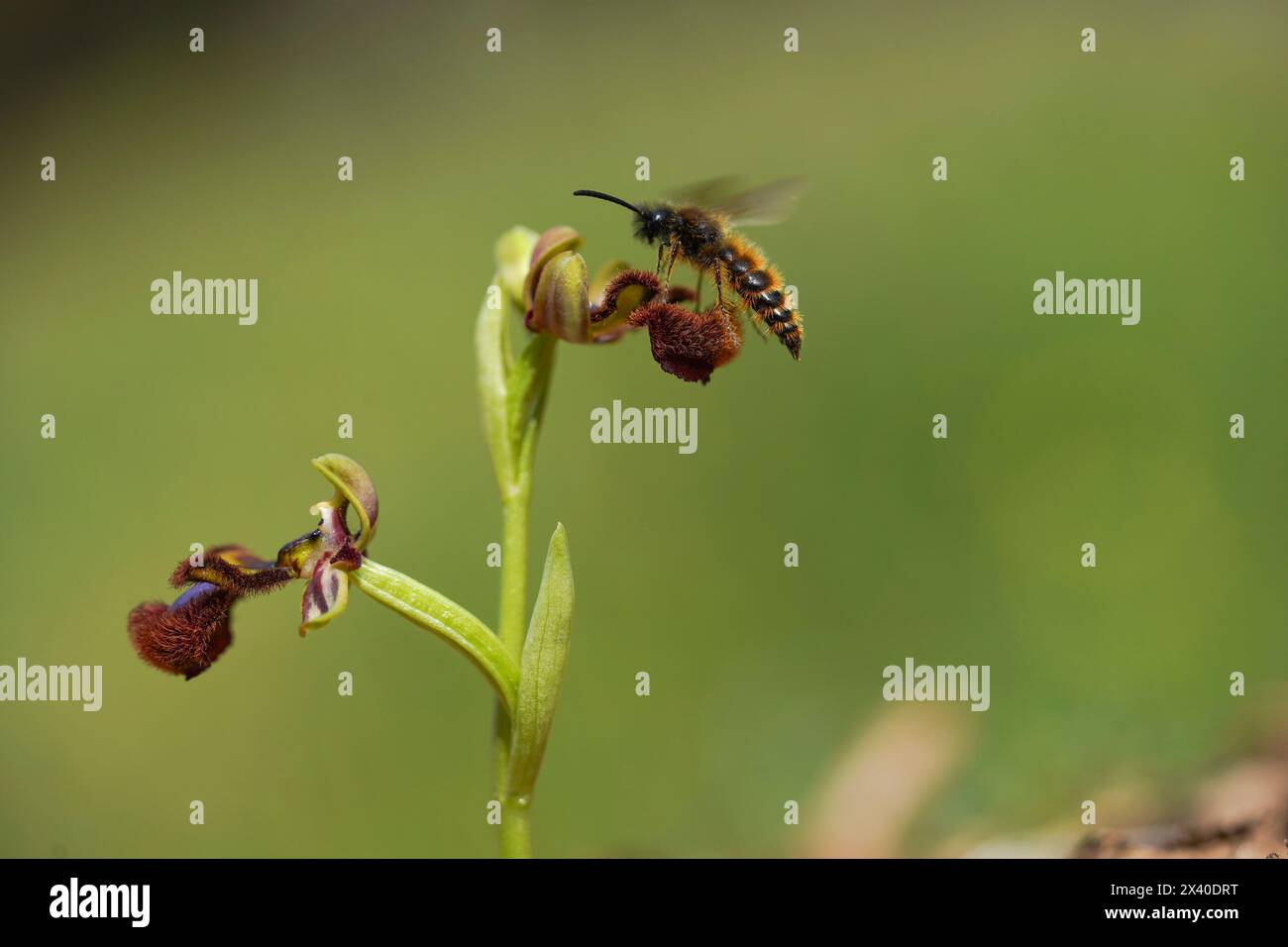 Pseudocopulation, of scoliid wasp (Dasyscolia ciliata) on mirror orchid ...