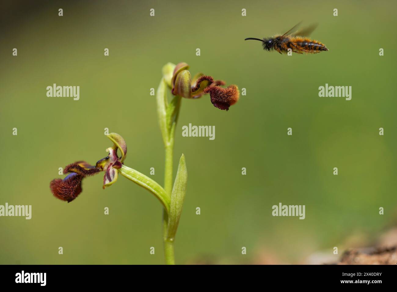 Scolia aurea hi-res stock photography and images - Alamy