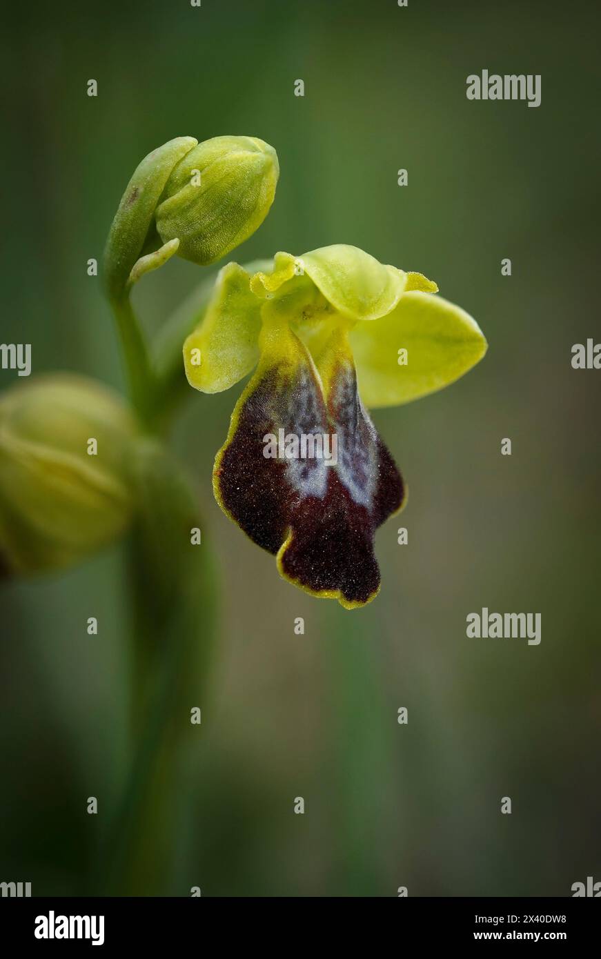 Ophrys bilunulata, Ophrys fusca subsp. bilunulata flowering in Malaga ...