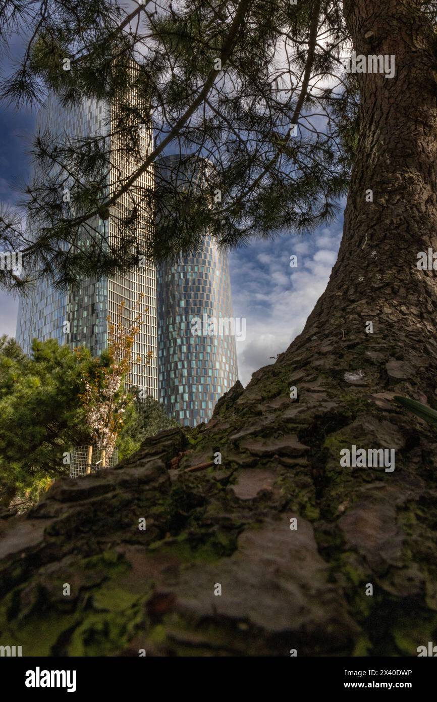 Curved tree hi-res stock photography and images - Alamy