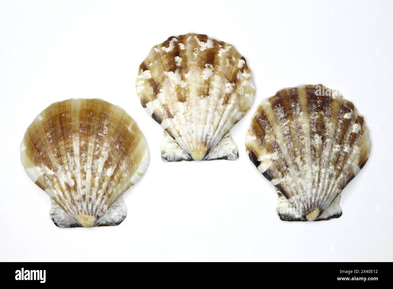 Three 3 seashells still life on white background Stock Photo - Alamy