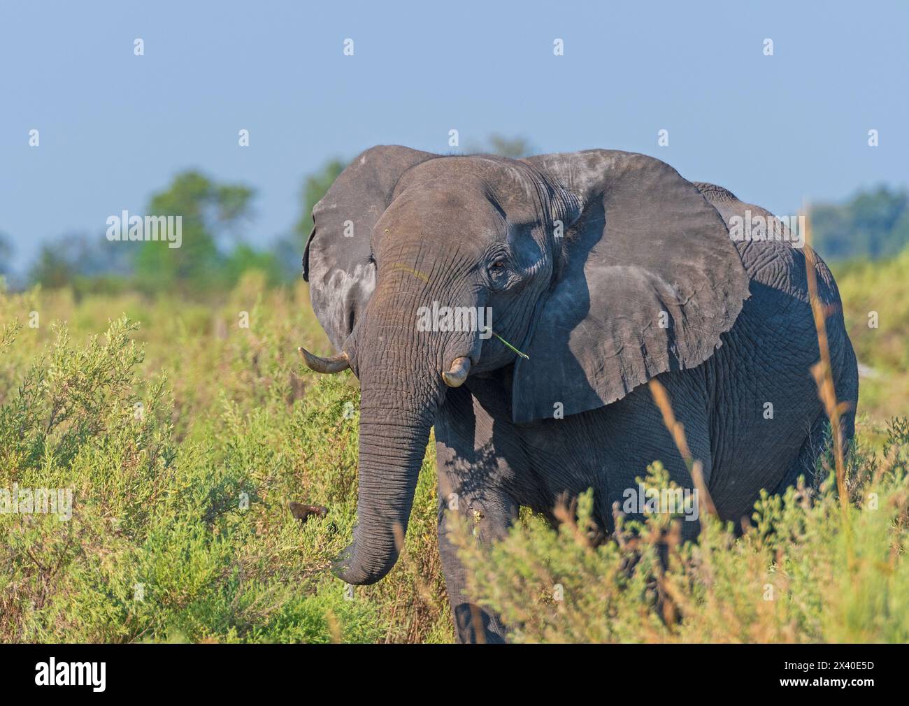 A Lone Male Elephant Wandering the Okavango Delta in Botswana Stock ...