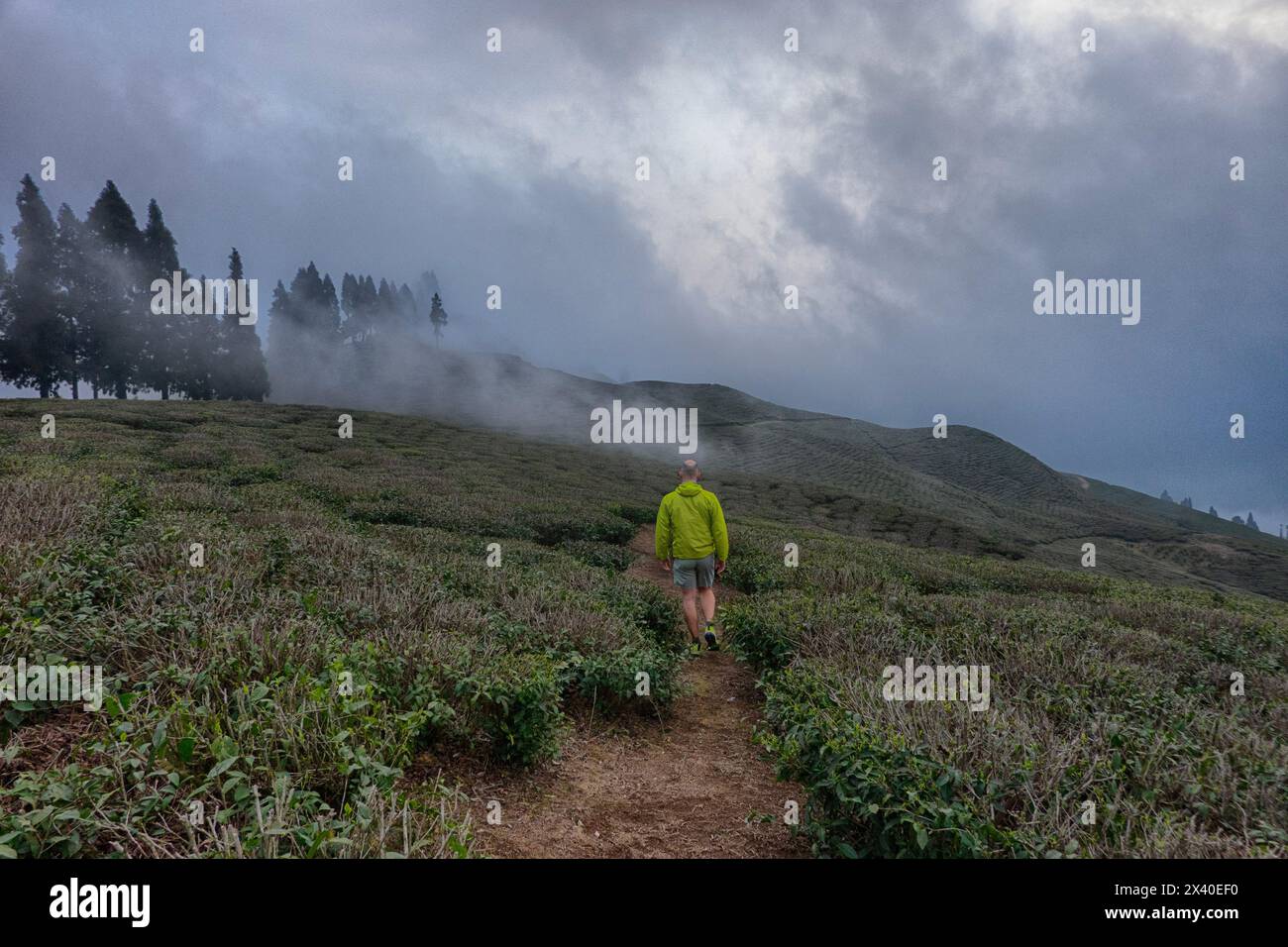 Ilam nepal hi-res stock photography and images - Alamy
