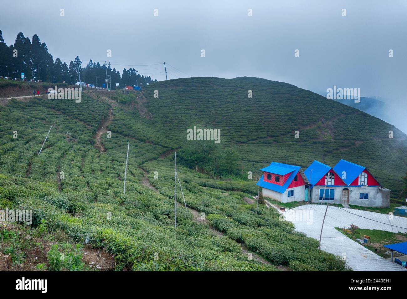 Tea plantation in Ilam, Nepal Stock Photo - Alamy