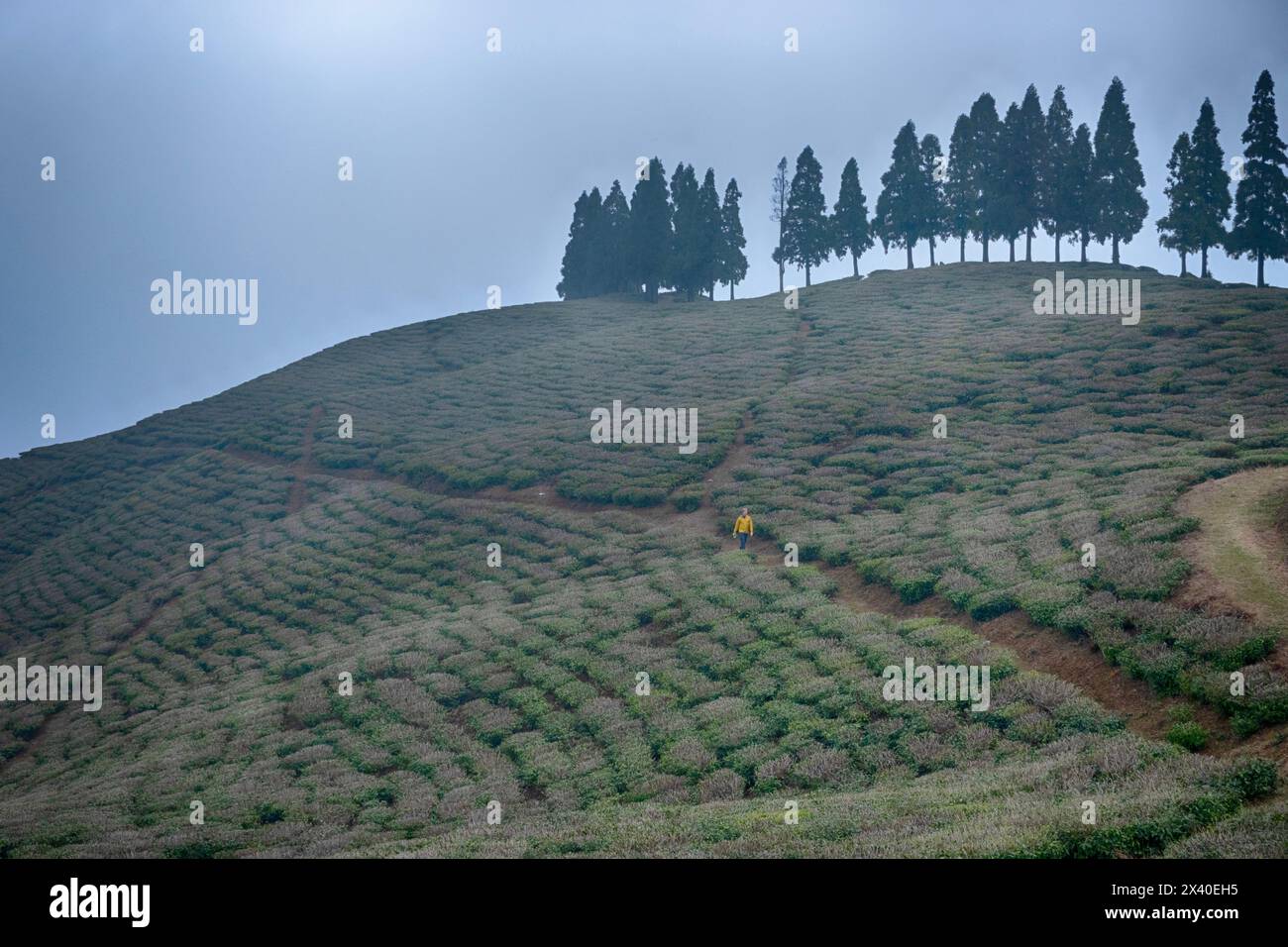 Tea plantation in Ilam, Nepal Stock Photo - Alamy