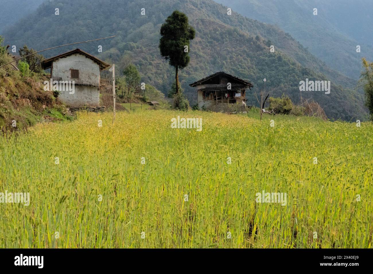 Traditional village scenes in the Himalayan foothills on the ...